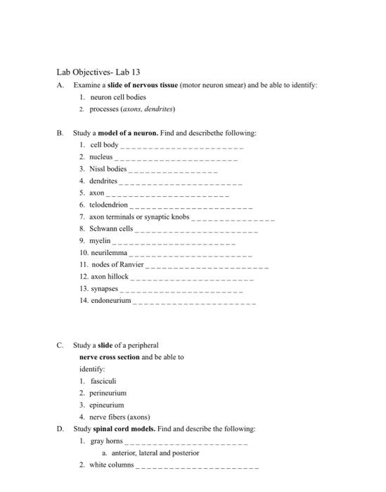 Solved Lab Objectives- Lab 13 A. Examine a slide of nervous | Chegg.com