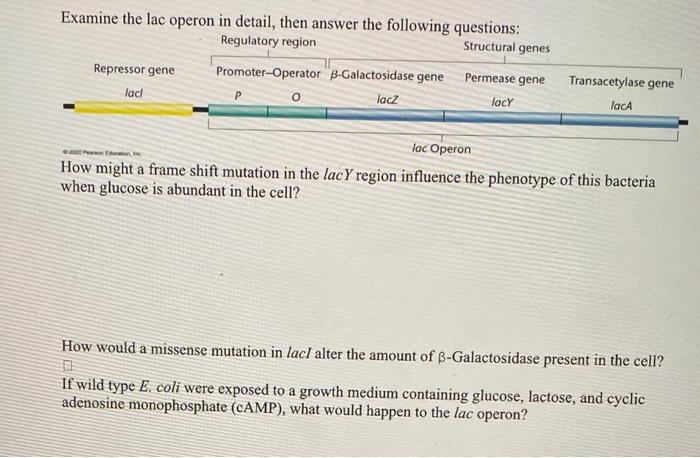 Solved Examine the lac operon in detail, then answer the | Chegg.com