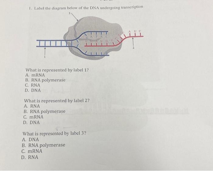 Transcription Diagram Labeled