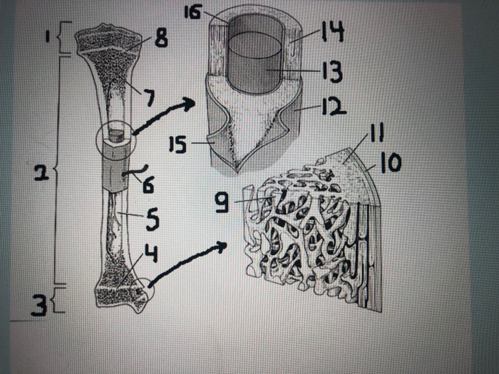 Solved Trabeculae 2. Diaphysis 4 (or 8) Epiphyseal line • | Chegg.com