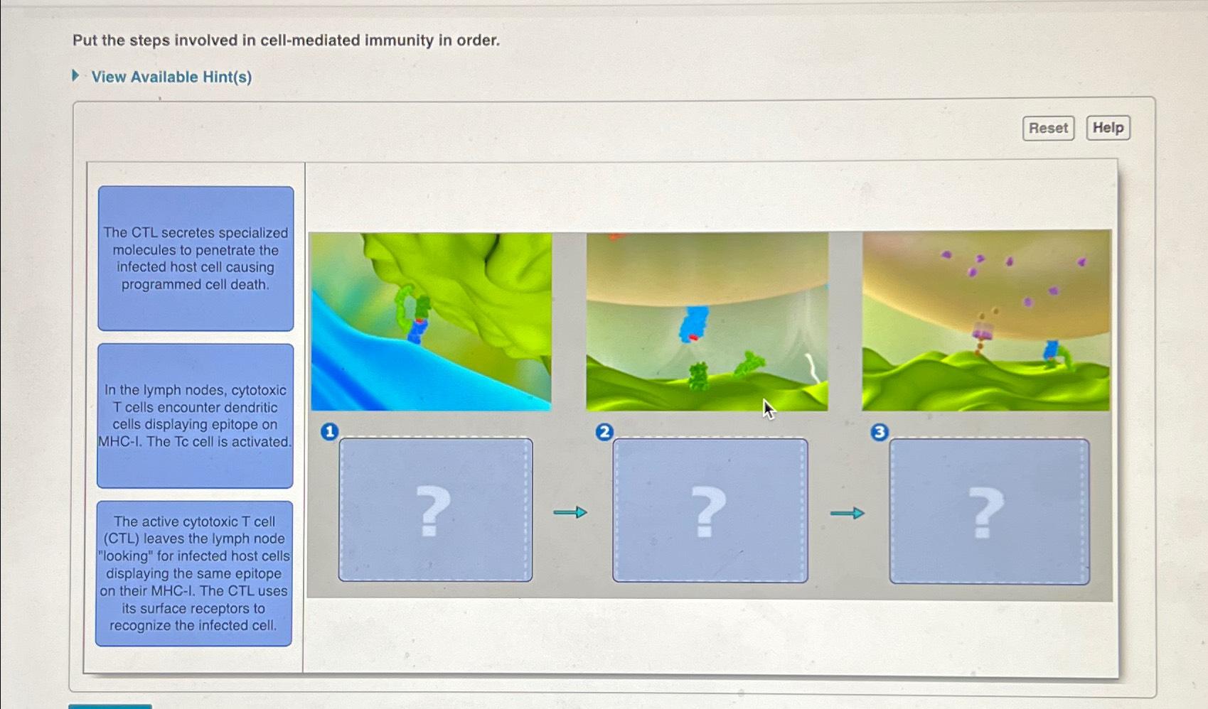 Solved Put the steps involved in cell-mediated immunity in | Chegg.com Solved Put the steps involved in cell-mediated immunity in | Chegg.com