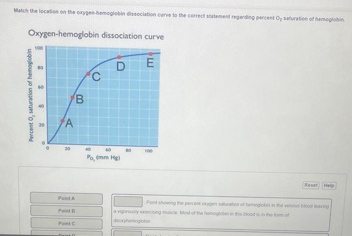 Solved Match the location on the oxygen-hemoglobin | Chegg.com
