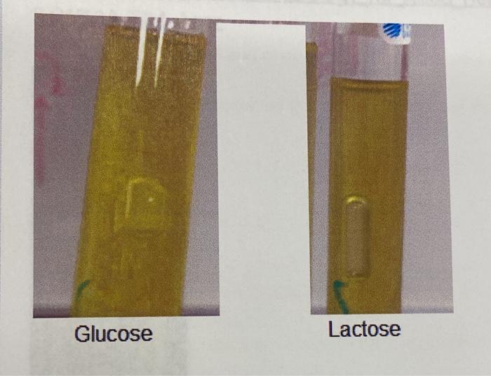 Solved Glucose Lactose Phenol Red Broth Result * Both | Chegg.com