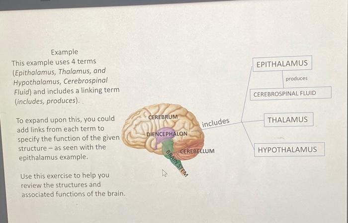 Solved Brain Concept Map - Create your own concept map using | Chegg.com