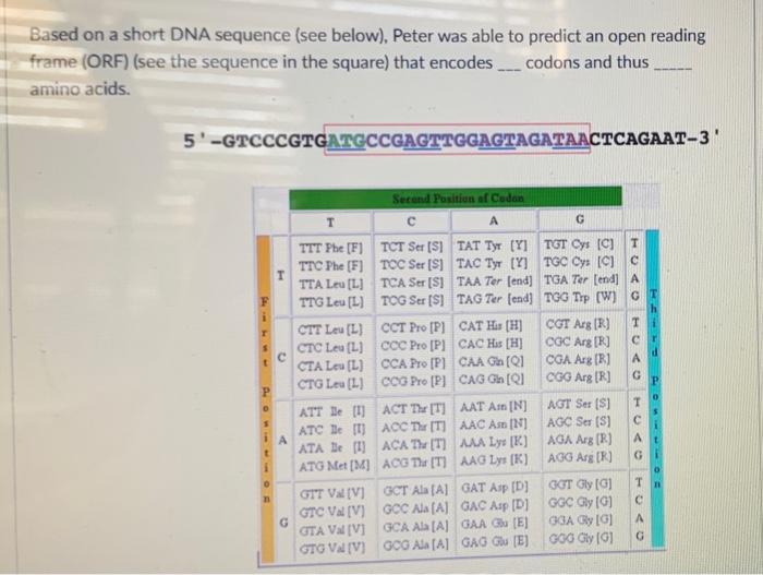 Solved Based on a short DNA sequence (see below), Peter was | Chegg.com