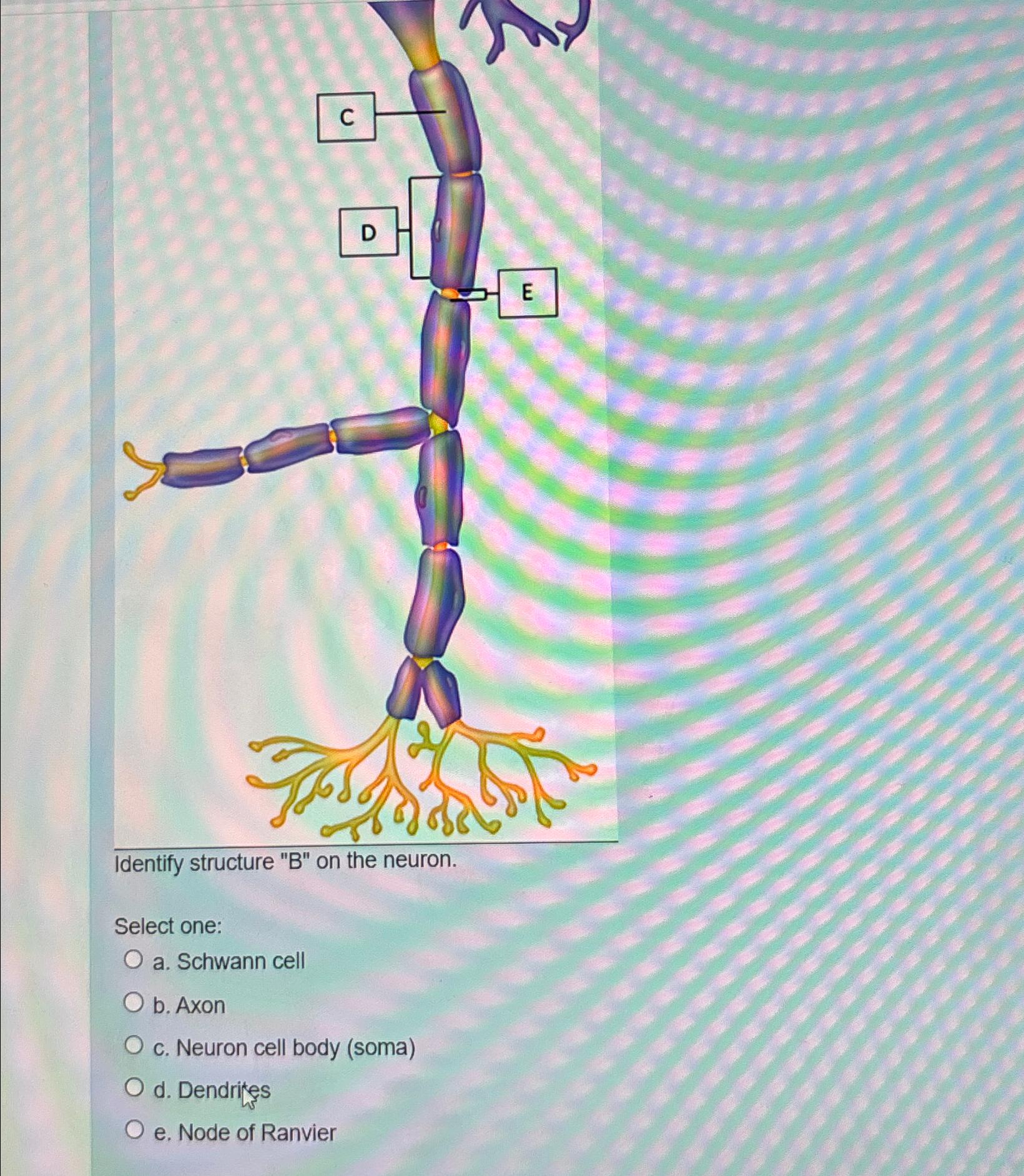 Solved Identify structure "B" ﻿on the neuron.Select one:a. | Chegg.com