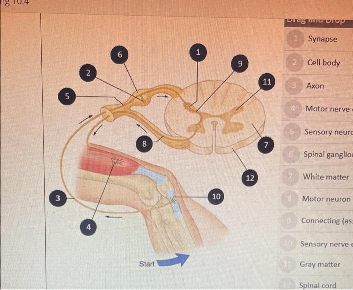 Solved Synapse Cell body Axon Motor nerve Sensory neurc | Chegg.com
