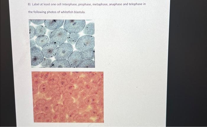 Solved 8) Label at least one cell Interphase, prophase, | Chegg.com