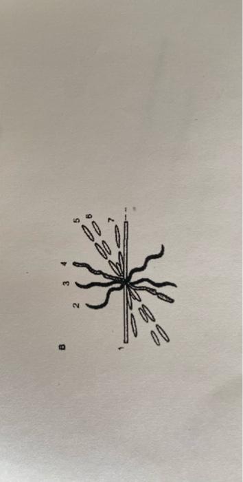 Solved Draw the strain ellipse corresponding to the | Chegg.com