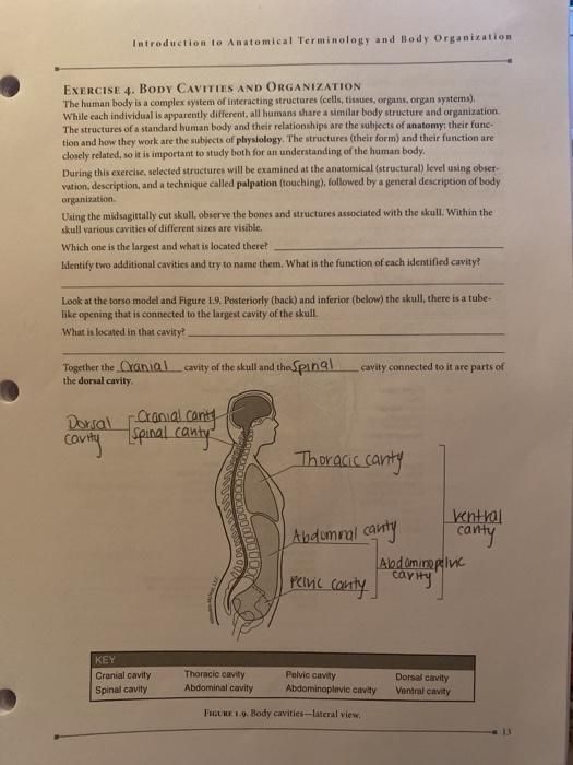 Solved Introduction to Anatomical Terminology and Body | Chegg.com