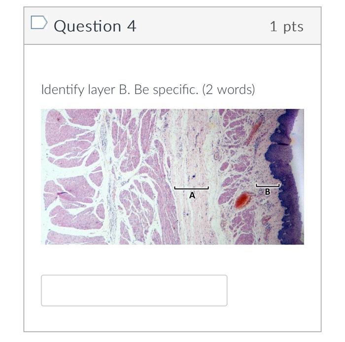 Solved Question 4 Identify layer B. Be specific. (2 words) | Chegg.com