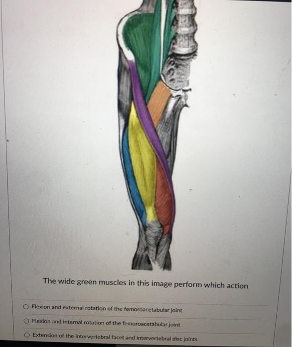 Solved The wide green muscles in this image perform which | Chegg.com