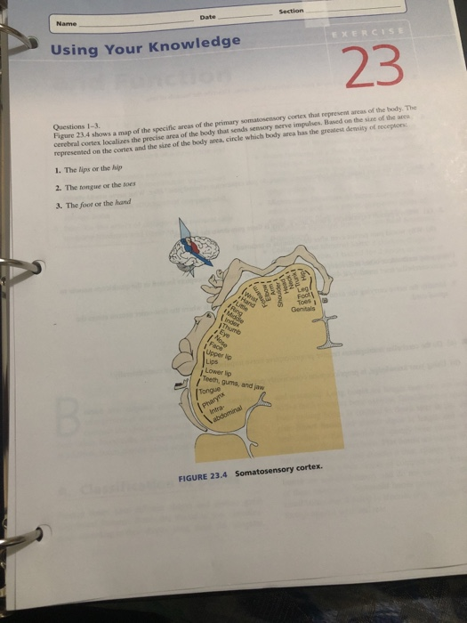 Solved Section Date Name EXERCISE Using Your Knowledge 23 | Chegg.com