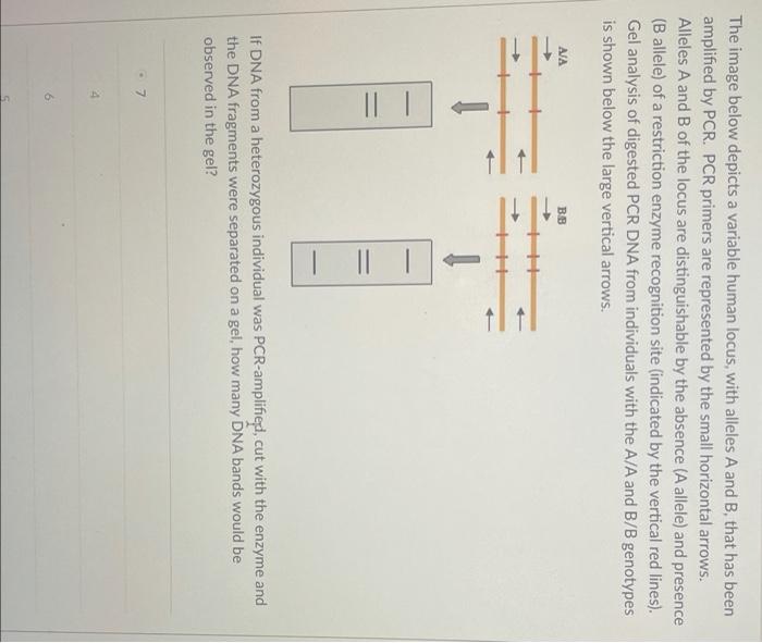 Solved The image below depicts a variable human locus, with | Chegg.com