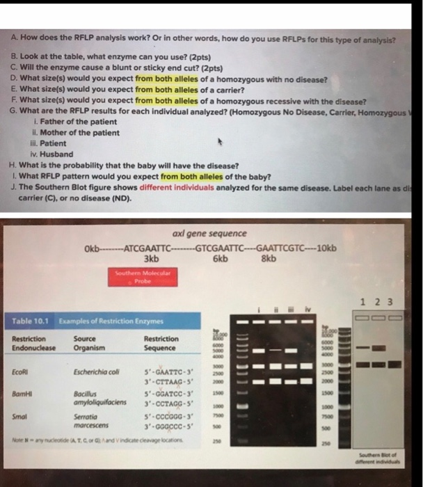 Solved A. How does the RFLP analysis work? Or in other | Chegg.com