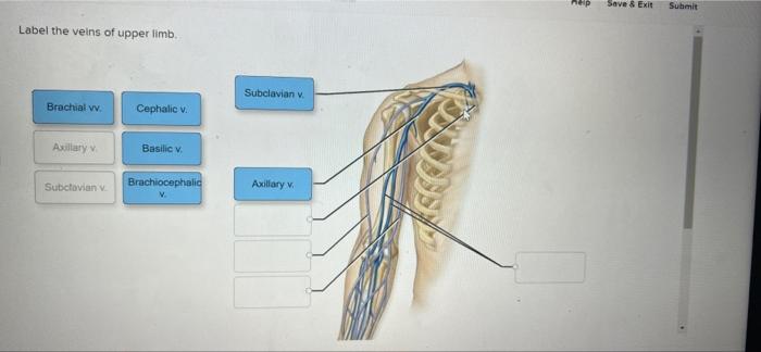 Solved up Save & Exit Submit Label the veins of upper limb. | Chegg.com