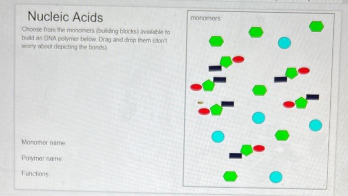 Solved Nucleic Acids Choose from the monomers (building | Chegg.com