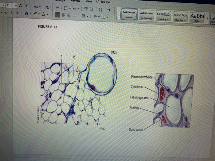 Solved lipid storage area nucleus of adipocyte 2 FIGURE 6.12 | Chegg.com