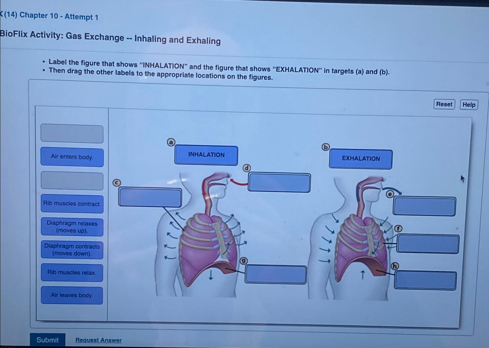 Solved (14) ﻿Chapter 10 - ﻿Attempt 1BioFlix Activity: Gas | Chegg.com