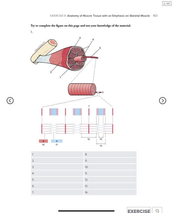 Solved p. 183 EXERCISE 9 Anatomy of Muscle Tissue with an | Chegg.com