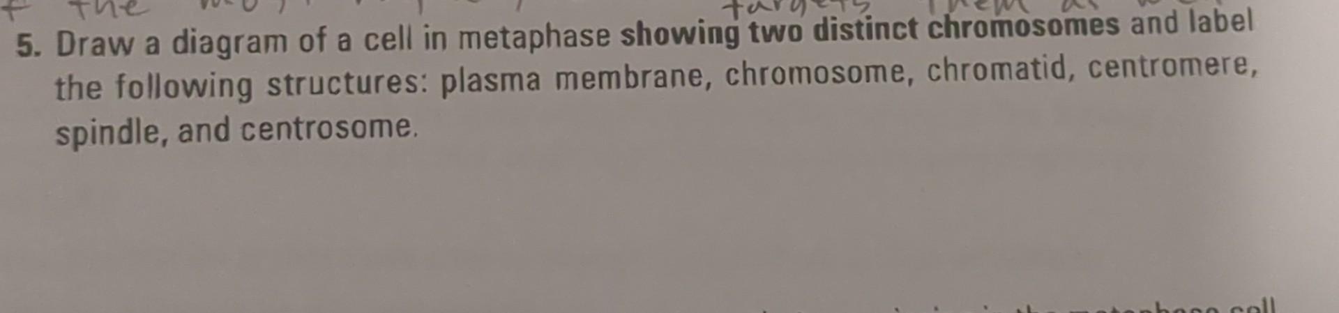 5. Draw a diagram of a cell in metaphase showing two | Chegg.com