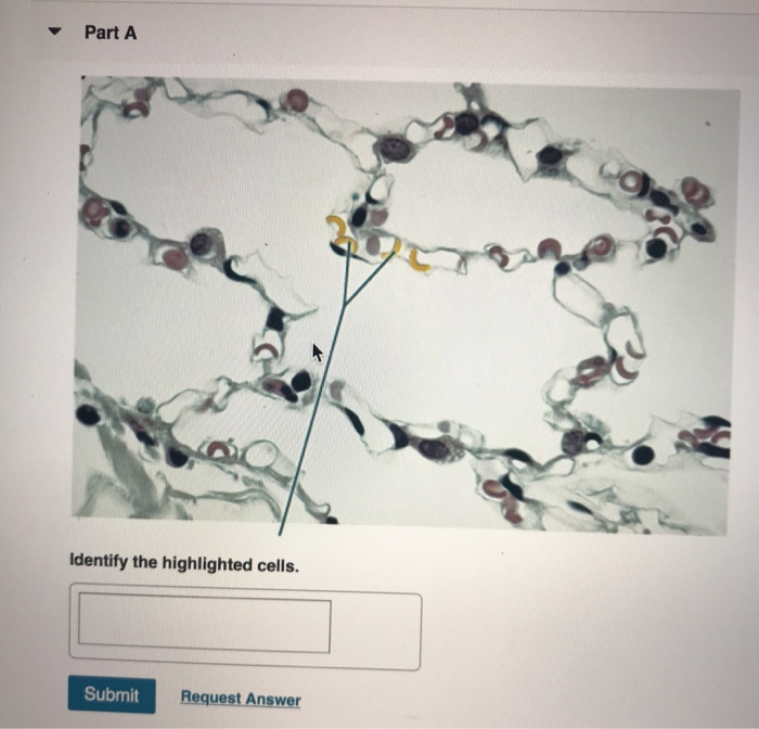 Solved Part A Identify the highlighted cells. Submit Request | Chegg.com