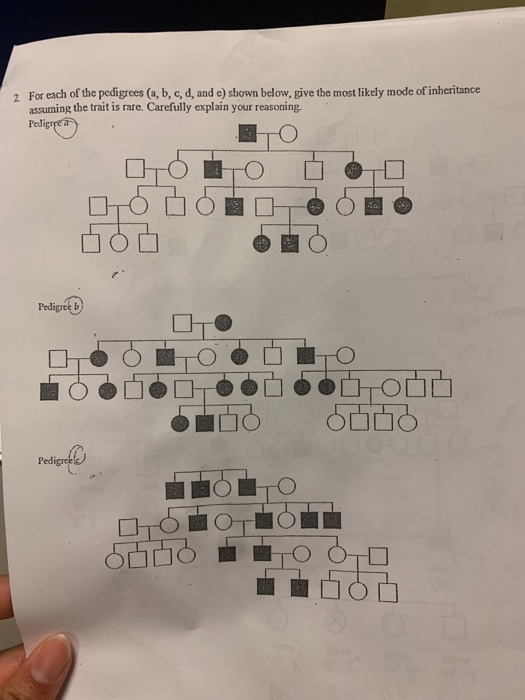 Solved For each of the pedigrees (a, b, c, d, and e) shown | Chegg.com