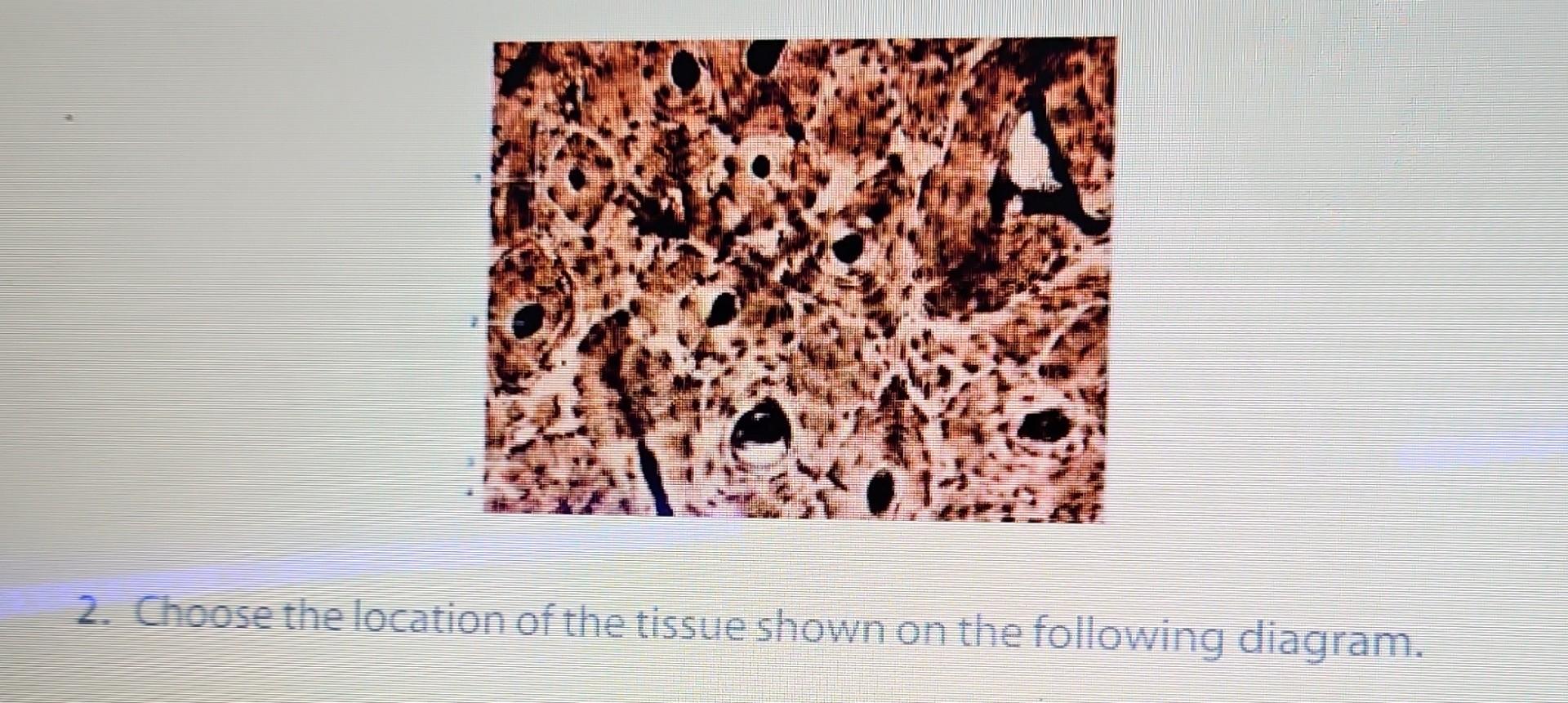 2. Choose the location of the tissue shown on the | Chegg.com