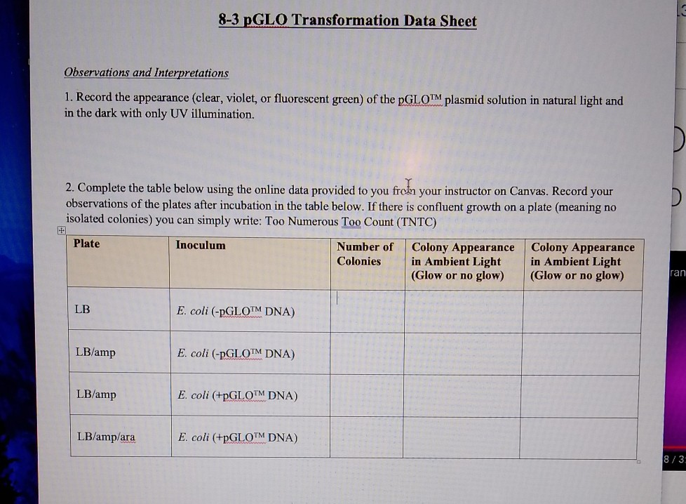 8-3 PGLO Transformation Data Sheet Observations and | Chegg.com