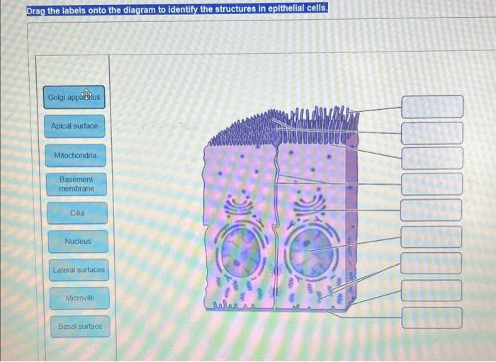 Drag the labels onto the diagram to identify the | Chegg.com