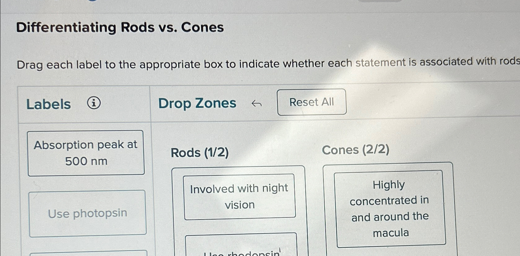 Solved Differentiating Rods vs. ﻿ConesDrag each label to the | Chegg.com