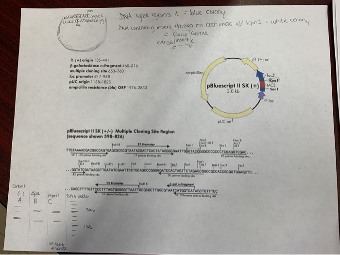 3. (a) Draw restriction maps to show the layout of | Chegg.com