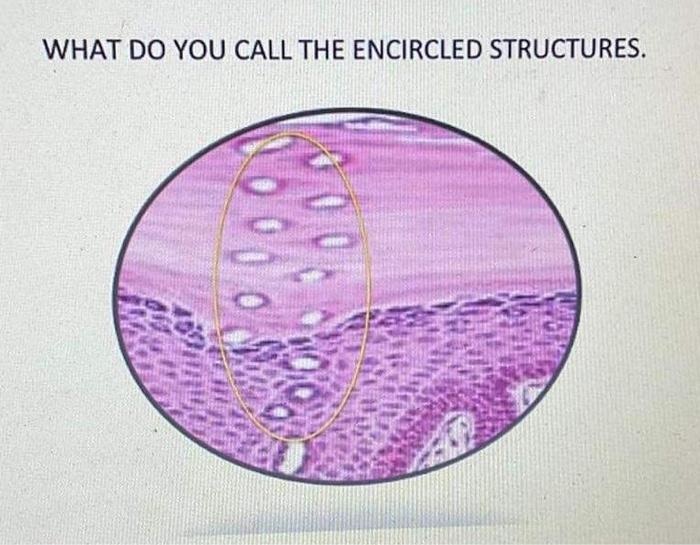 Solved WHAT DO YOU CALL THE ENCIRCLED STRUCTURES. | Chegg.com