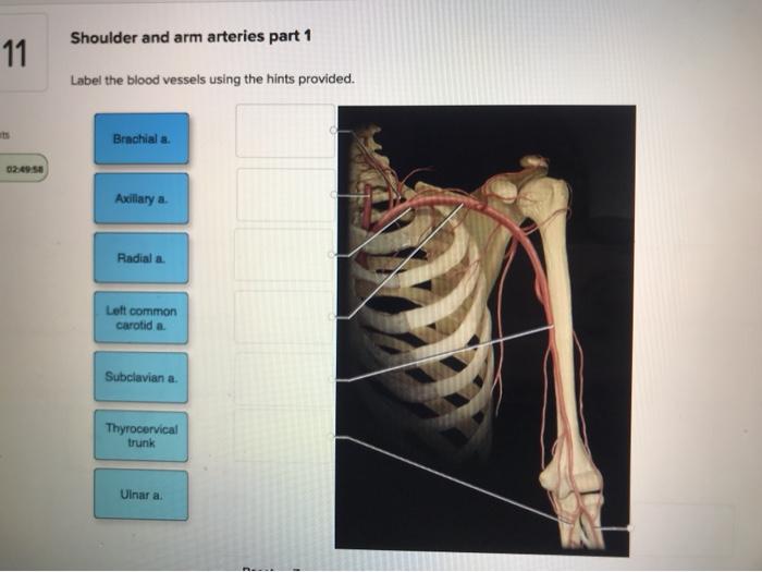 Solved Shoulder and arm arteries part 1 11 Label the blood | Chegg.com