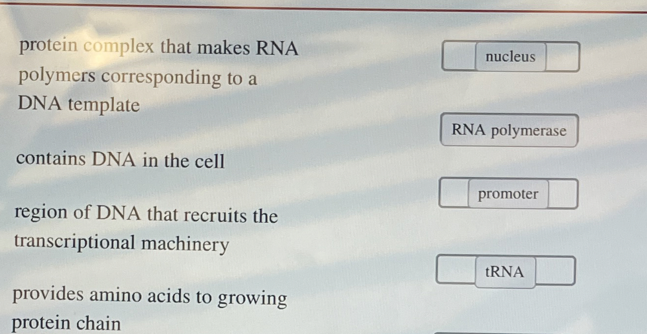 Solved protein complex that makes RNApolymers corresponding | Chegg.com