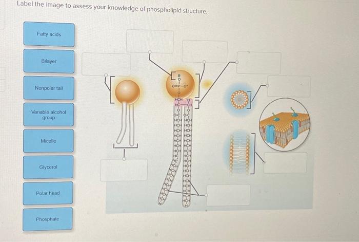 Solved Label the image to assess your knowledge of | Chegg.com