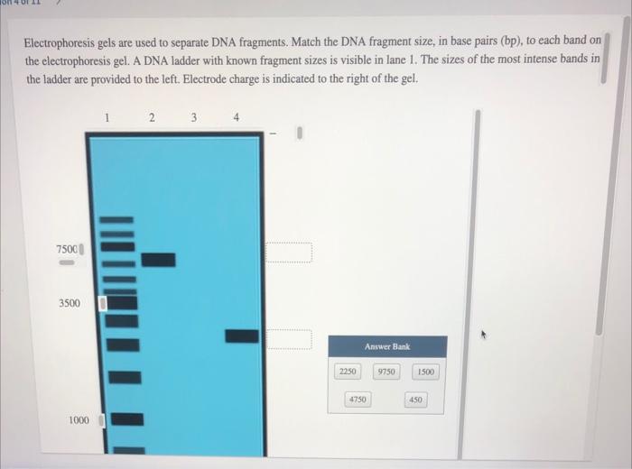 Solved Electrophoresis gels are used to separate DNA | Chegg.com