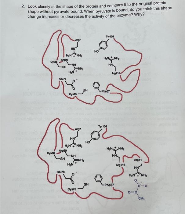 Solved 2. Look closely at the shape of the protein and | Chegg.com