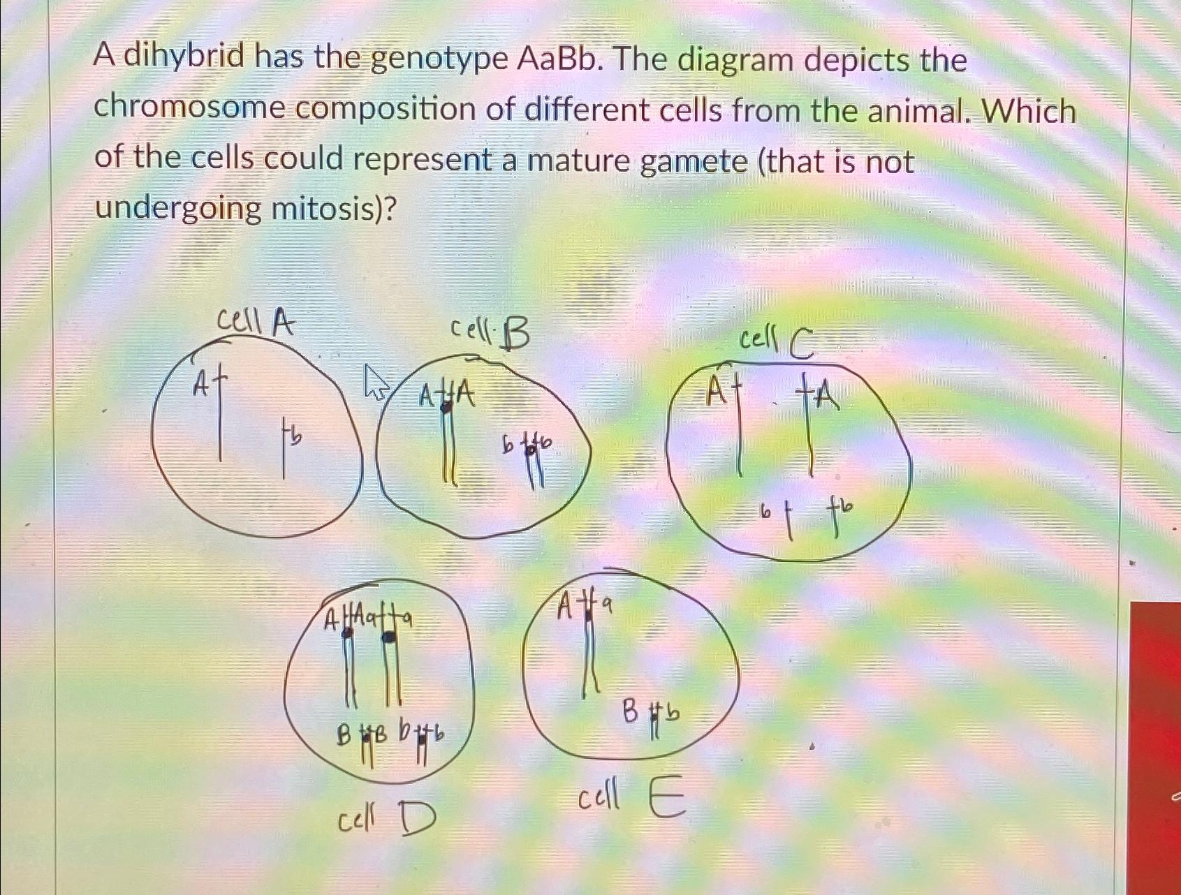 Solved A dihybrid has the genotype AaBb. The diagram depicts | Chegg.com