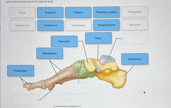 Solved Label the structures of the lateral foot. Talus | Chegg.com