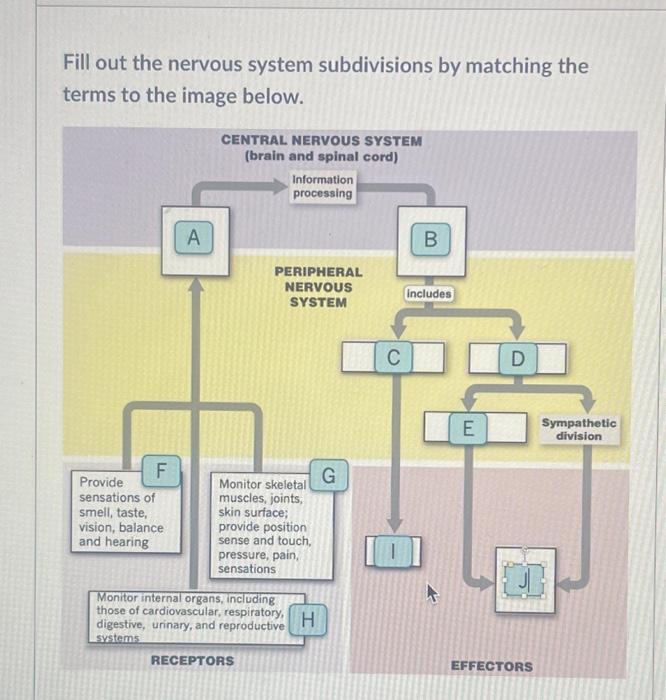 Solved Fill out the nervous system subdivisions by matching | Chegg.com