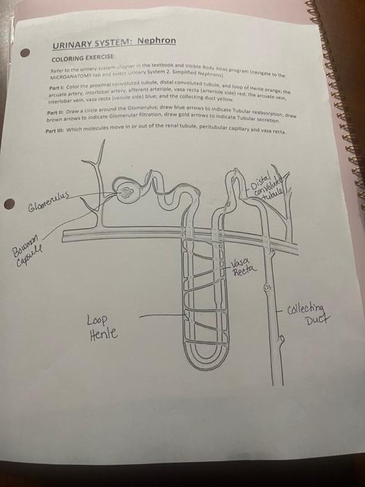 Solved URINARY SYSTEMI Nephron COLORING EXERCISE: Part t: | Chegg.com
