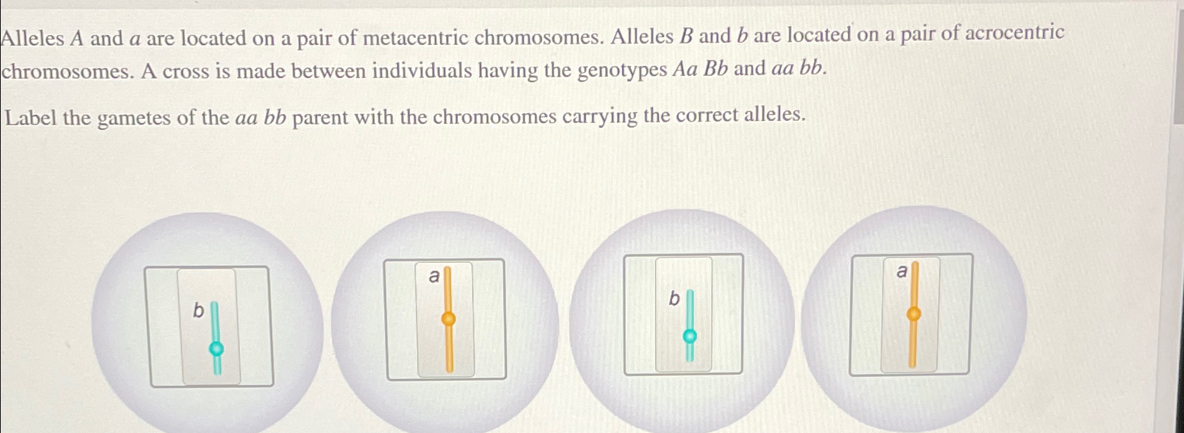 Solved Alleles A and a are located on a pair of metacentric | Chegg.com