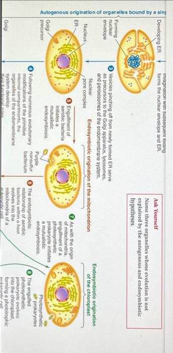 Solved Name three organelles whose evolution is not | Chegg.com