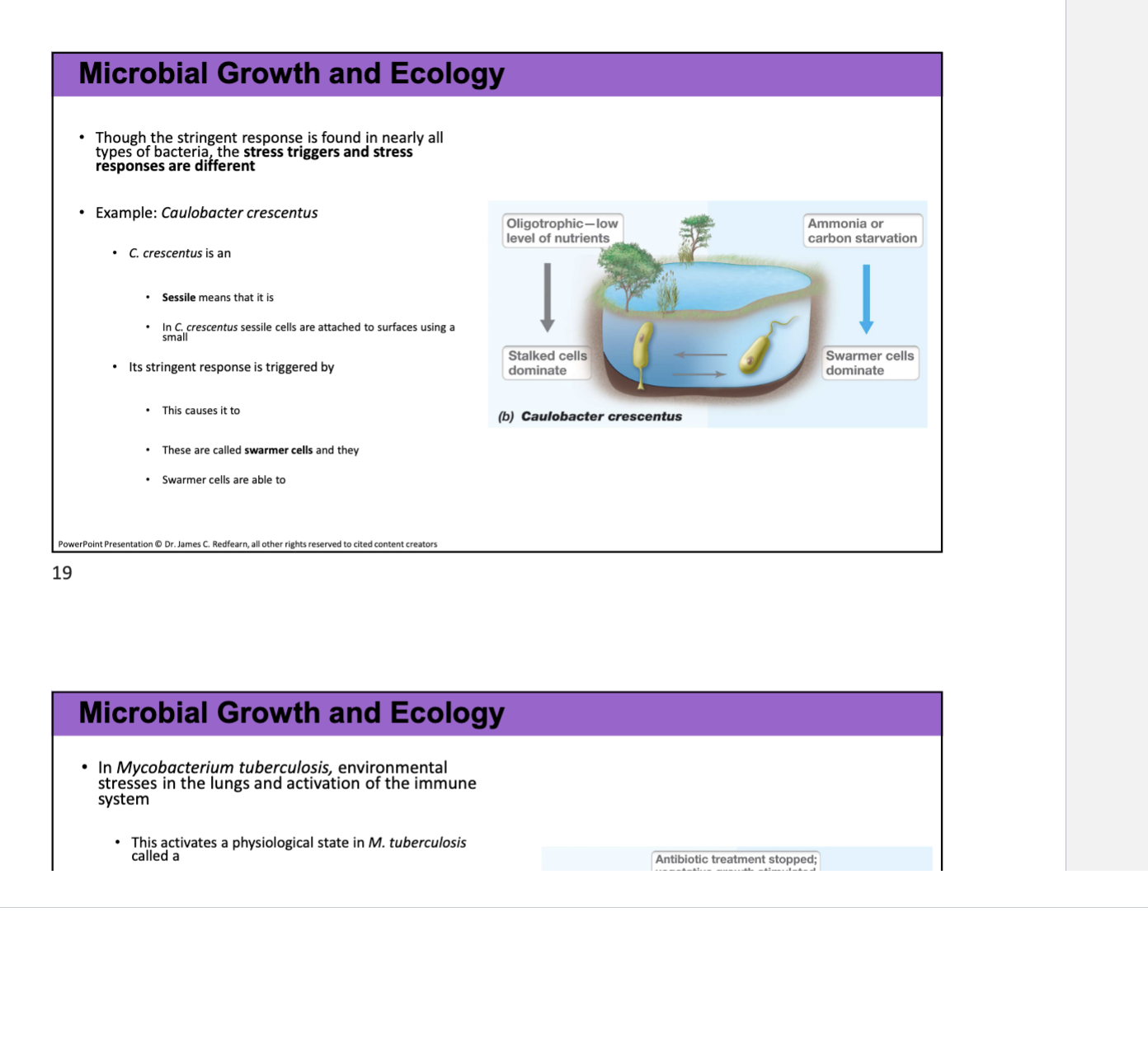 Solved Microbial Growth and EcologyIn Mycobacterium | Chegg.com