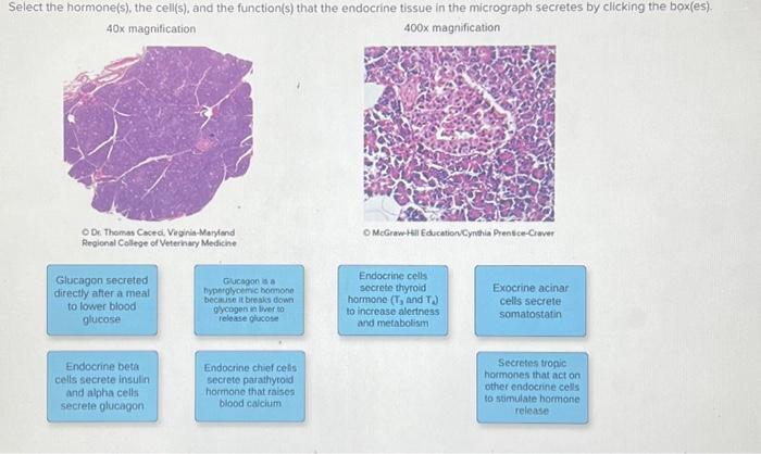 Solved Select the hormone(s), the cell(s), and the | Chegg.com