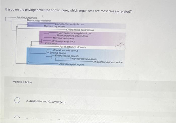 Solved Based on the phylogenetic tree shown here, which | Chegg.com