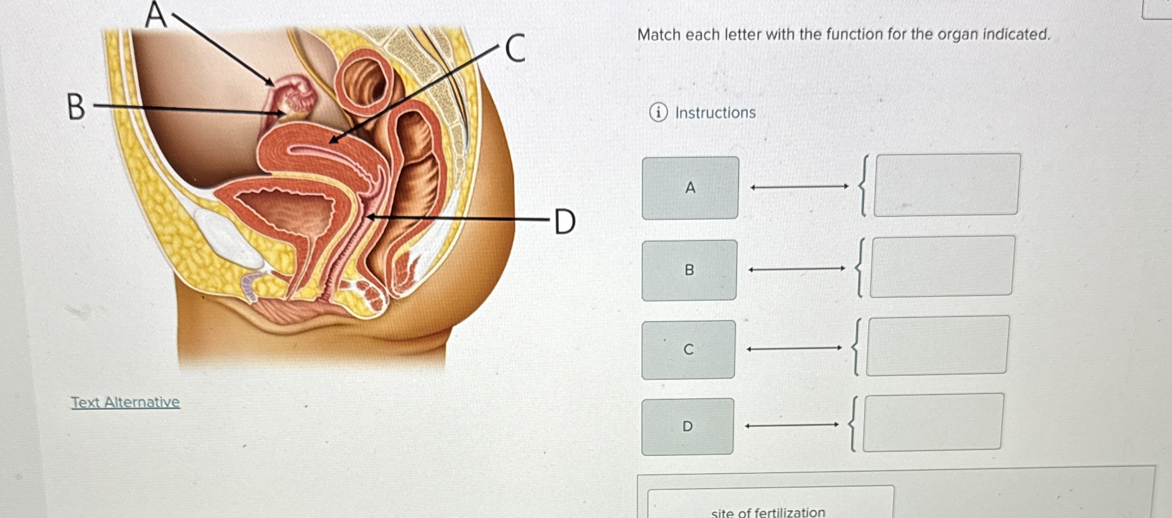Solved Match each letter with the function for the organ | Chegg.com