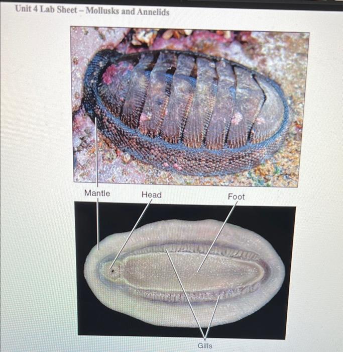Solved Unit 4 Lab Sheet-Mollusks and Annelids Mantle Head | Chegg.com