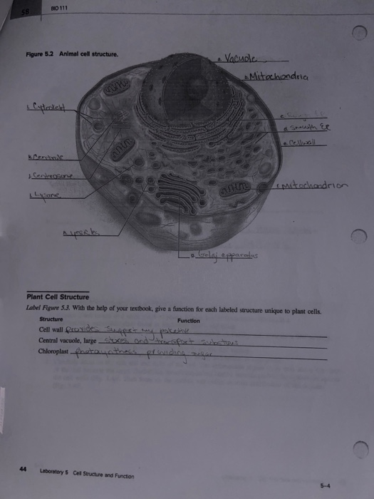 Solved 63 Inquiry into Life Laboratory Manual, 16th Edition | Chegg.com